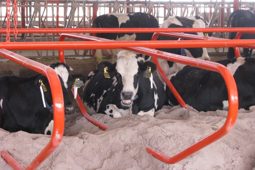 Instalaciones y Equipos para Establos - Comercial Ganadera