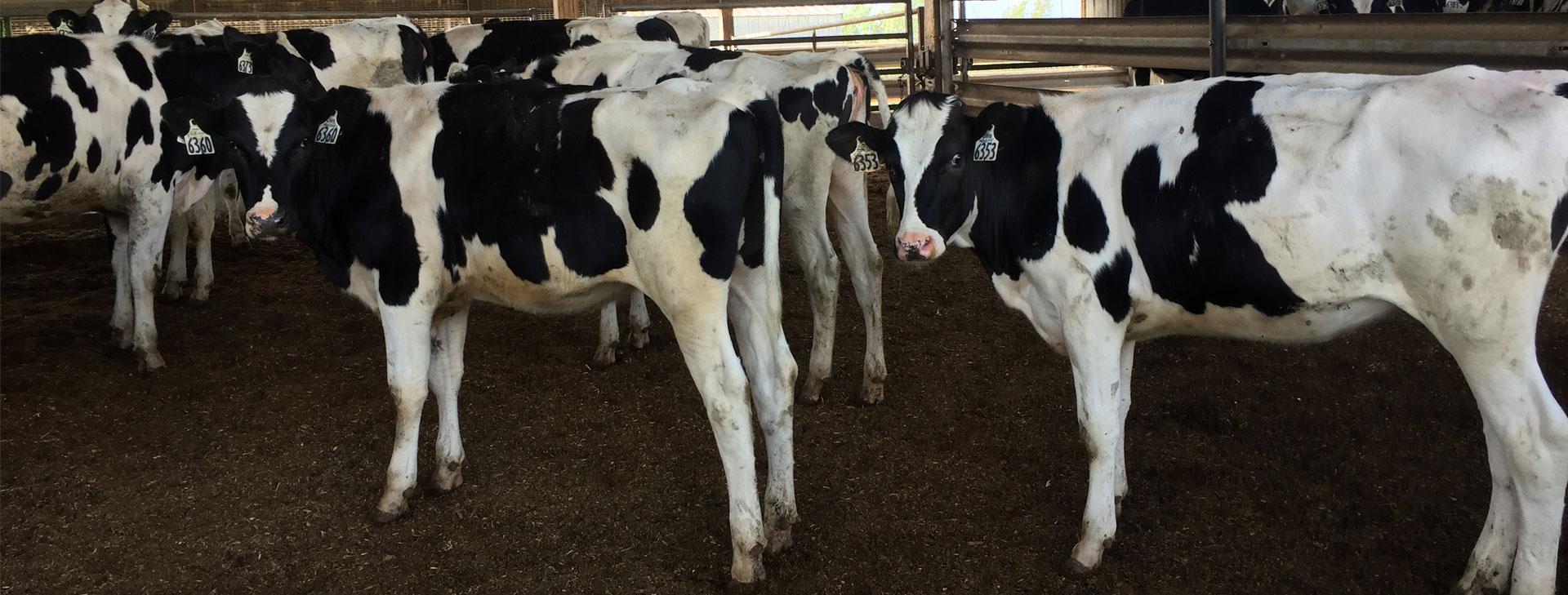 Ganado - Comercial Ganadera